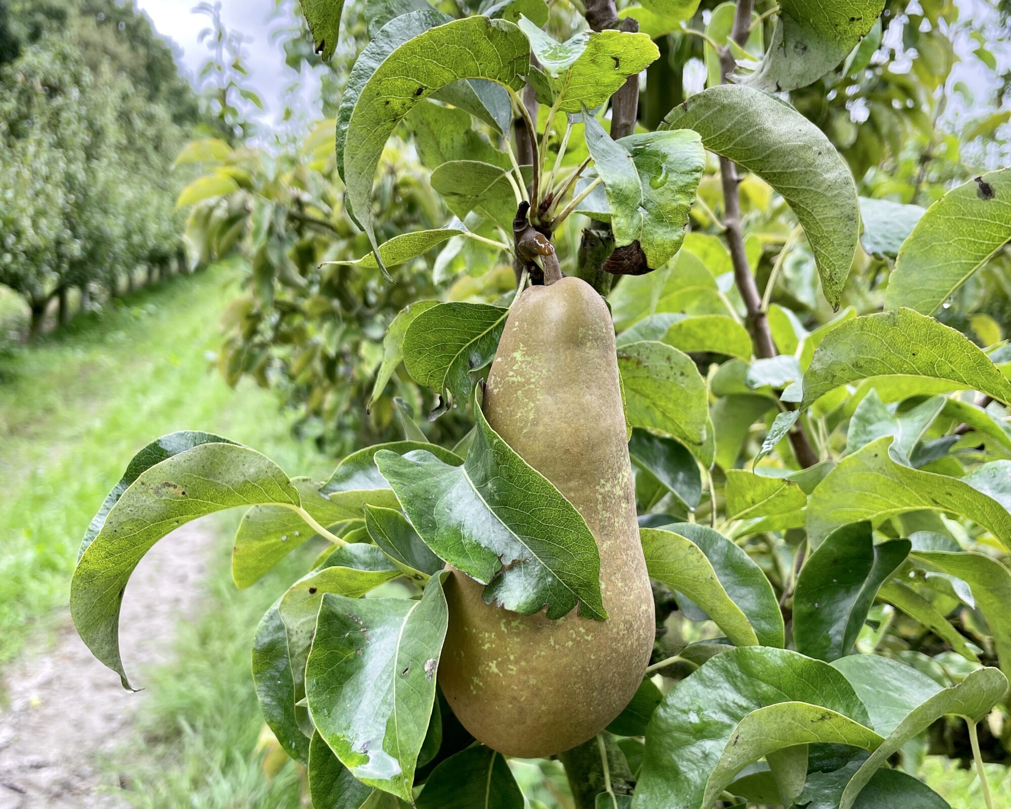 Fruitteelt - Loverendale Ter Linde