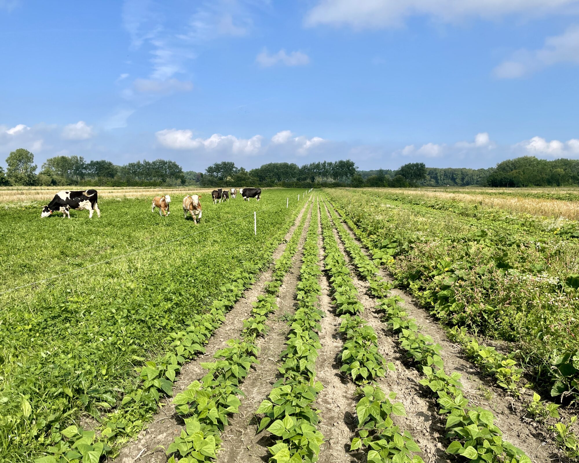De boerderij - Loverendale Ter Linde