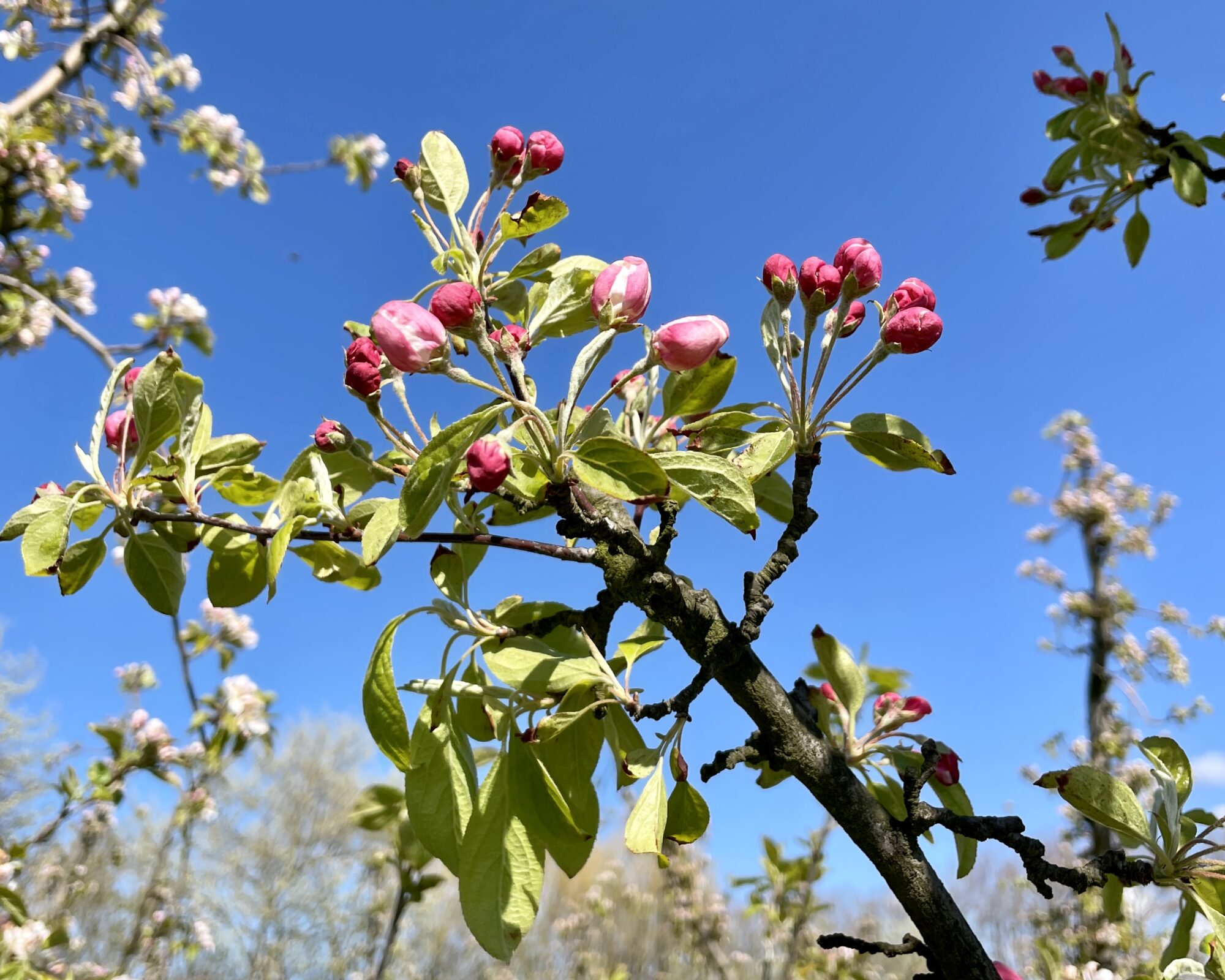 Fruitteelt - Loverendale Ter Linde